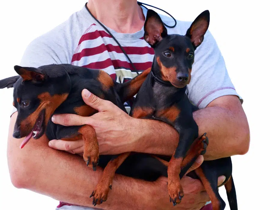 10 cosas que puede que no sepas de los mini pinscher