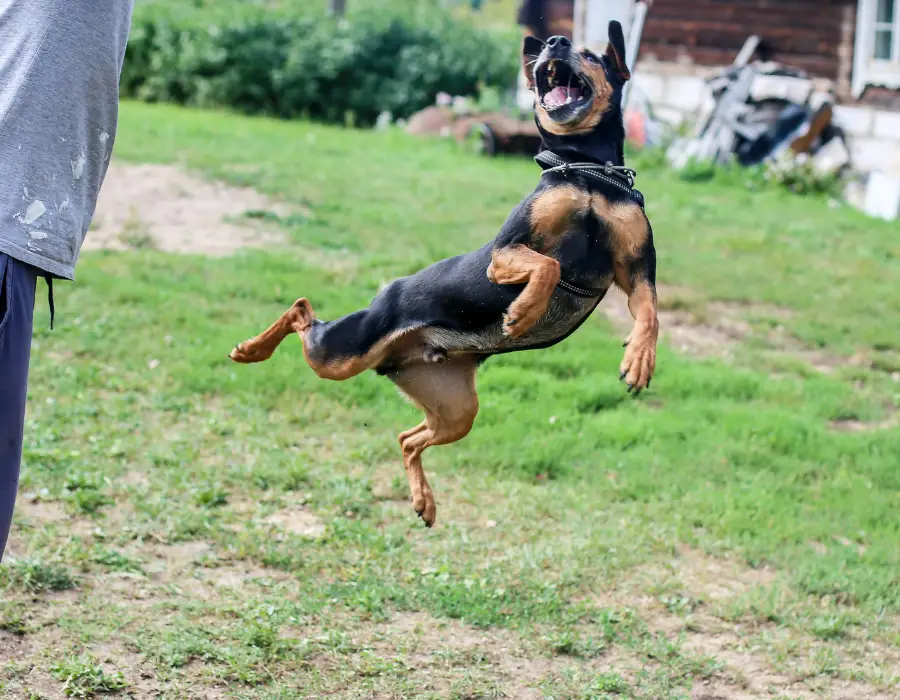 10 cosas que puede que no sepas de los mini pinscher