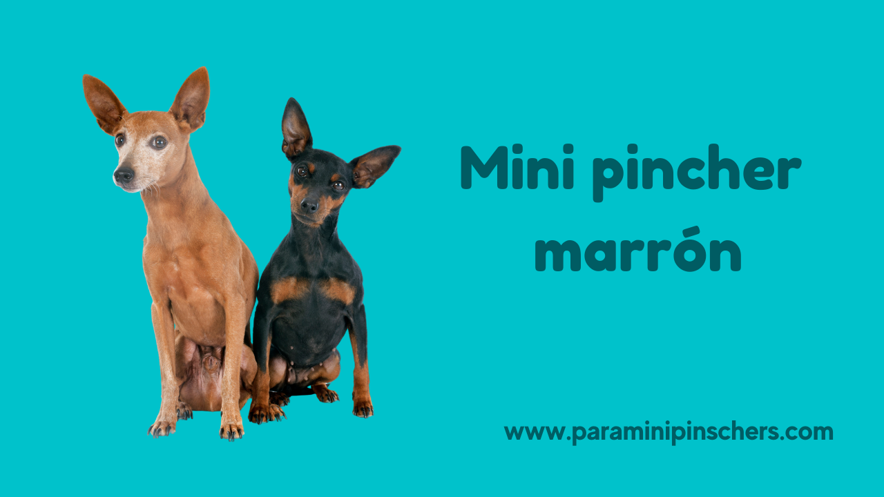 El mini pinscher marrón