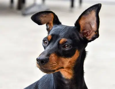 10 cosas que puede que no sepas de los mini pinscher