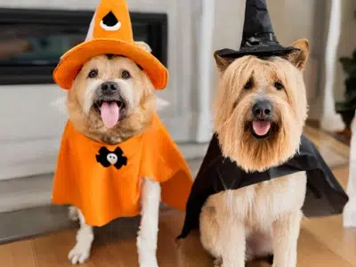 Disfraces para perros en Halloween: Encuentra el disfraz perfecto