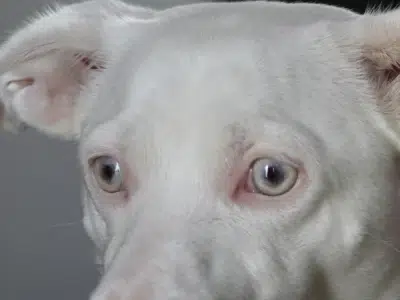 Descubre todo sobre el MINI PINCHER ALBINO