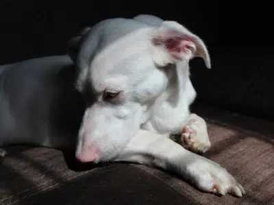 Descubre todo sobre el MINI PINCHER ALBINO